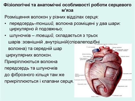 Фізіологія серцево судинної системи Online Presentation