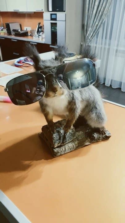 Белка очень любит какиш белка рек лайки приколы сигма Funny