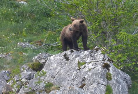 Wildlife Tour In Northern Spain Discover Birds Bears And Butterflies