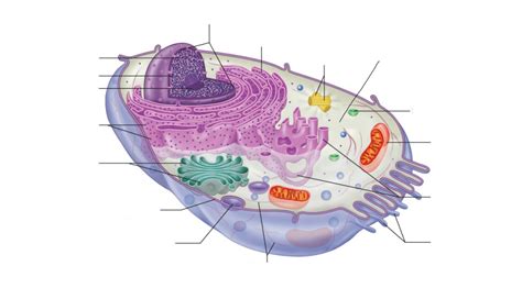 Chapter 2 Cell Diagram Diagram Quizlet