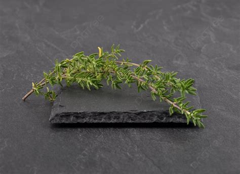 30 흉선 무료 다운로드 사진 그림 및 배경 이미지 Pngtree