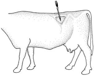Bloat In Cattle Cattle Farming Cattle Ranching Cattle