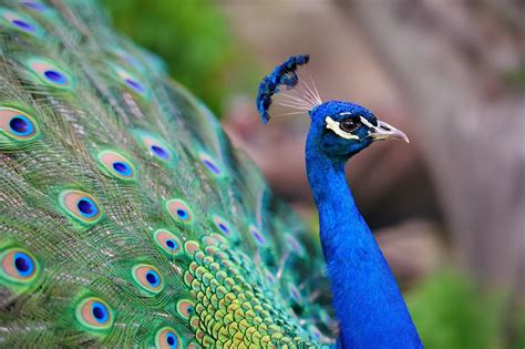 Scientists Transform Peacock Feathers Into Tiny Biological Laser Beams Techspot