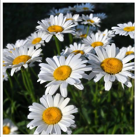 Leucanthemum maximum / Нивяник наибольший | Svetlana May | Flickr