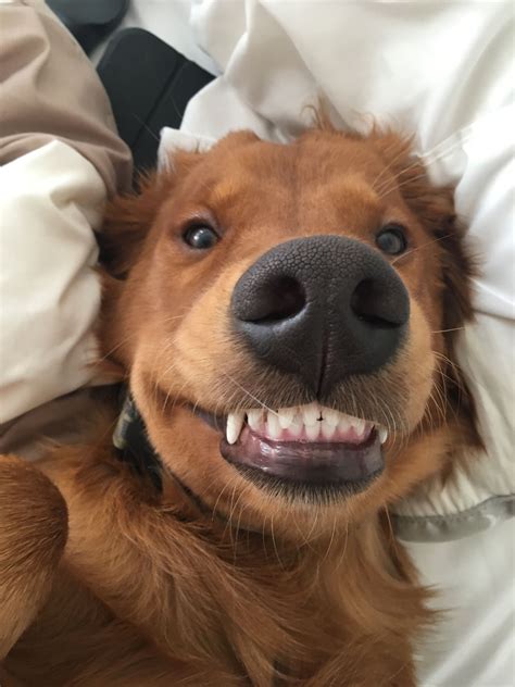 Golden Retriever With Braces Golden Retriever Teeth Happy Brown Dog