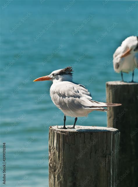 Front View Close Distance Of Royal Terns Standing On Wood Pilings On A