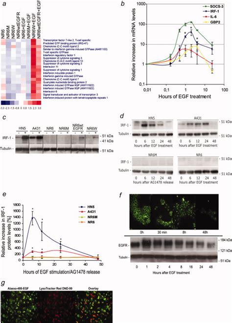 The Module Of Interferon Associated Genes Reproduced With Permission Download Scientific