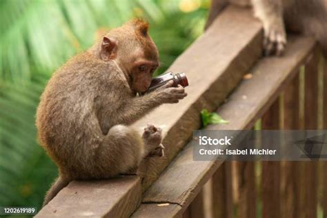 Monyet Muda Dengan Botol Di Jembatan Di Indonesia Foto Stok Unduh