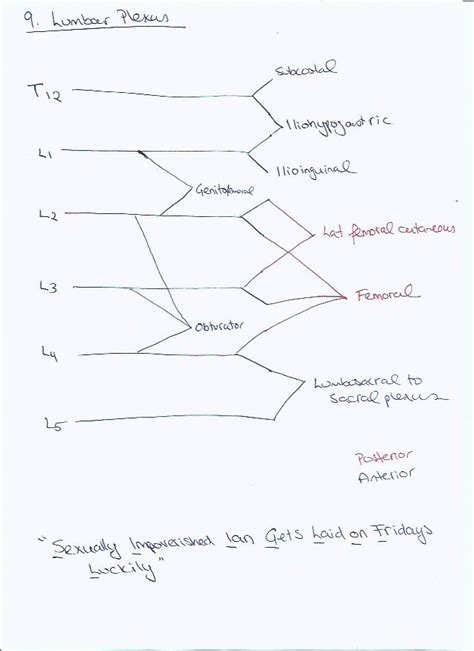 Sacral Plexus Drawing