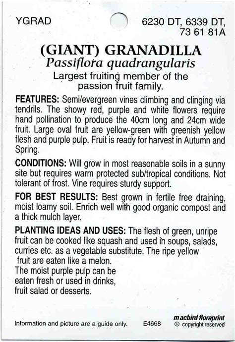 Giant Granadilla Passiflora Quadrangularis Buy Giant Granadilla