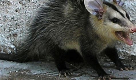 O Dia Do Cassaco Diário Do Sertão