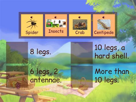 Types Of Arthropods Une Las Parejas