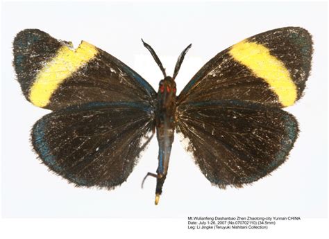 Endless Collection Series Day Flying Moths By T Endo And Y Kishida 1999 Page 100