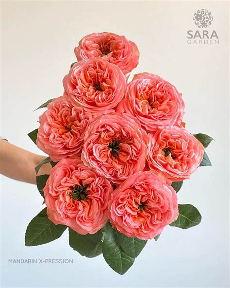 Mandarin X Pression Sara Garden Mandarin X Pression Sara Garden