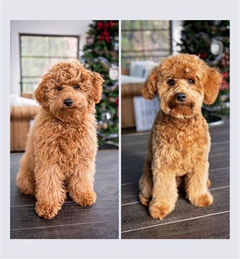 Grooming The Adult Schnoodle Growing Puppies Schnoodles