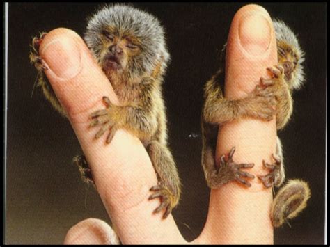 Shukernature Kicking Up A Stink About The Ink Monkey