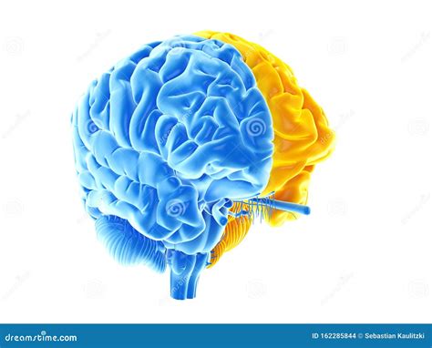 The Two Brain Hemispheres Stock Illustration Illustration Of Cerebrum