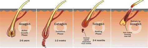 4 Critical Beard Growth Stages And How To Master Each One