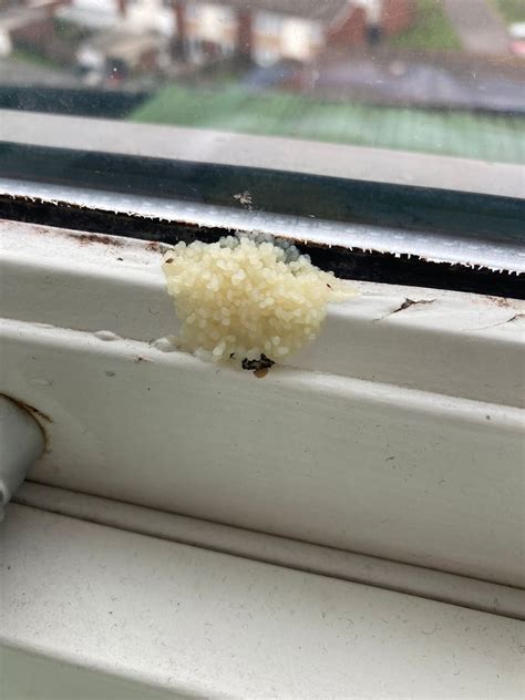 What Is This Clusterbug Rwhatsthisbug What Is This Clusterbug Rwhatsthisbug