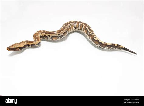 Sumatran Red Blood Python Python Curtis Curtis Commonly Known As Red Short Tailed Python A