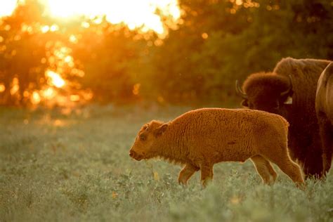 Bison Breeding Program Cross Timbers Bison