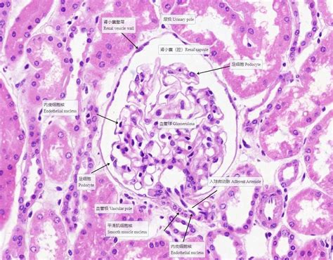 肾脏组织学与胚胎学：深入探索