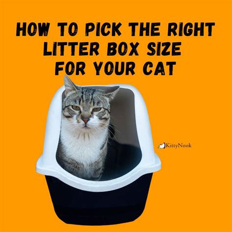 How To Pick The Right Litter Box Size For Your Cat Kittynook Cat Co