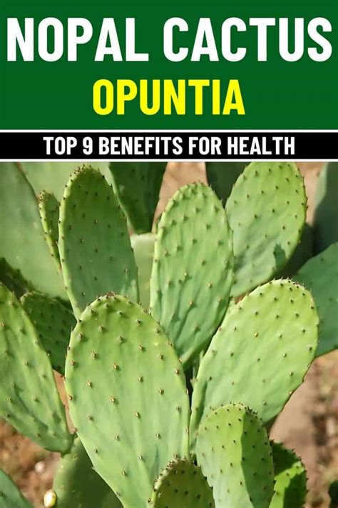 9 Amazing Health Benefits Of Nopal Cactus You Need To Know