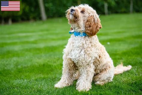 Cockapoo Breeders And Puppies In The Usa