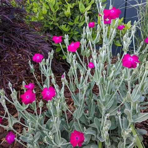 Rose Campion Plants How To Grow And Care For Lychnis Coronaria