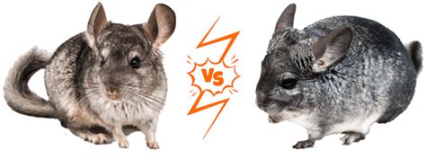 The Origins And Wild Chinchillas Today Chincare