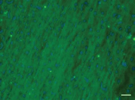 Immunocytochemistry Staining Of Wj Msc Cd73 Green A Cd90 Green