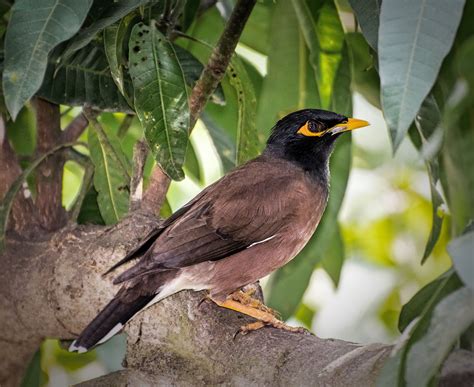 Myna Wallpapers Wallpaper Cave