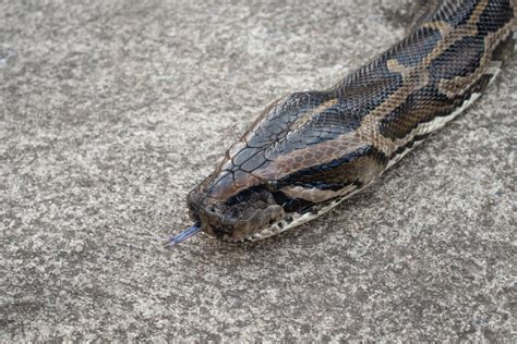 Record Breaking Invasive Python Nest Containing 111 Eggs Removed From