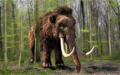 Pleistocene What It Is Characteristics Periods Climate Fauna