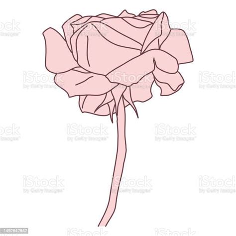 장미 꽃과 줄기 선은 핑크 컬러 일러스트레이션으로 채워져 있습니다 손으로 그린 사실적인 상세한 벡터 일러스트레이션 클립아트 개화기에 대한 스톡 벡터 아트 및 기타 이미지