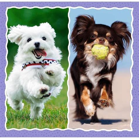 Puzzle 3 In 1 Trefl Catelusi Adorabili Estetoro