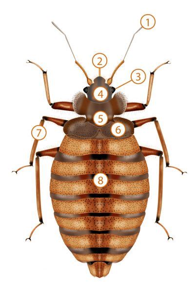 Anatomy Of A Bed Bug Pronto Pest Management