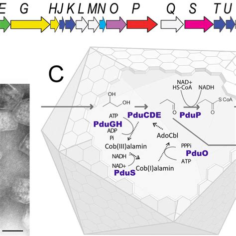 Protein Sequence Alignment Of Pdu Shell Proteins Sequences Of The Pdu Download Scientific