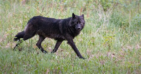 Pair Of Rare Black Wolves Caught On Camera In Poland Fuji X Passion