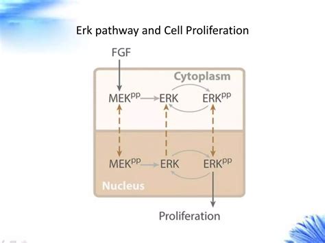 Erk Signaling Pathway Creative Diagnostics Pptx