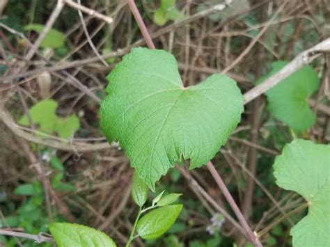 Vine Identification In The Plant Id Forum