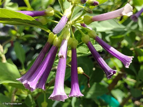 Iochroma Sp Top Tropicals Plant Encyclopedia