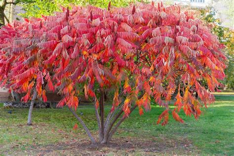 Rhus Typhina Staghorn Sumac
