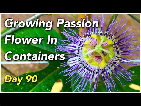 Passion Flowers Growing In Pots
