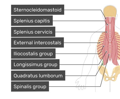 Quadratus Lumborum Muscle Posterior View