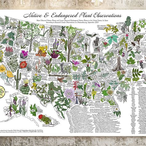 US Native Endangered Plant Map Steady Hand Maps