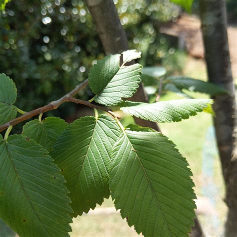 Ulmus Americana Princeton ~ Princeton American Elm Kings Sunset Nursery