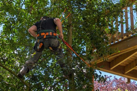 The Difference Between Tree Trimming And Tree Pruning