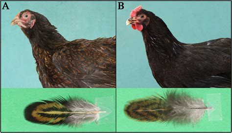 Cis Acting Mutation Affecting Gja5 Transcription Is Underlying The